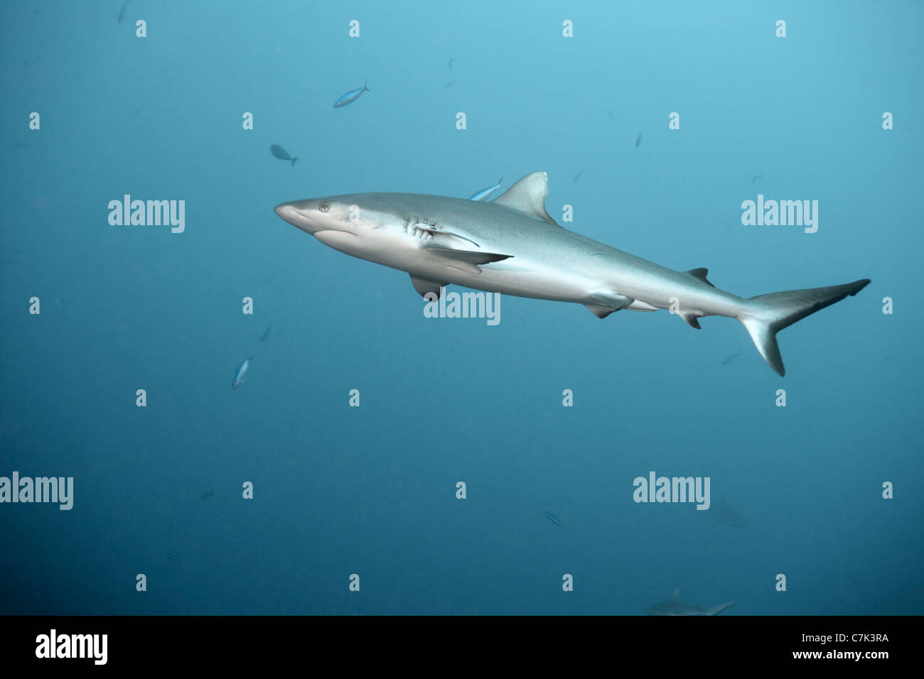 Requin à pointe blanche Banque de photographies et d’images à haute ...