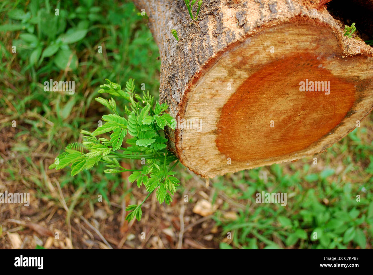 Gros plan du tronc Banque de photographies et d’images à haute ...