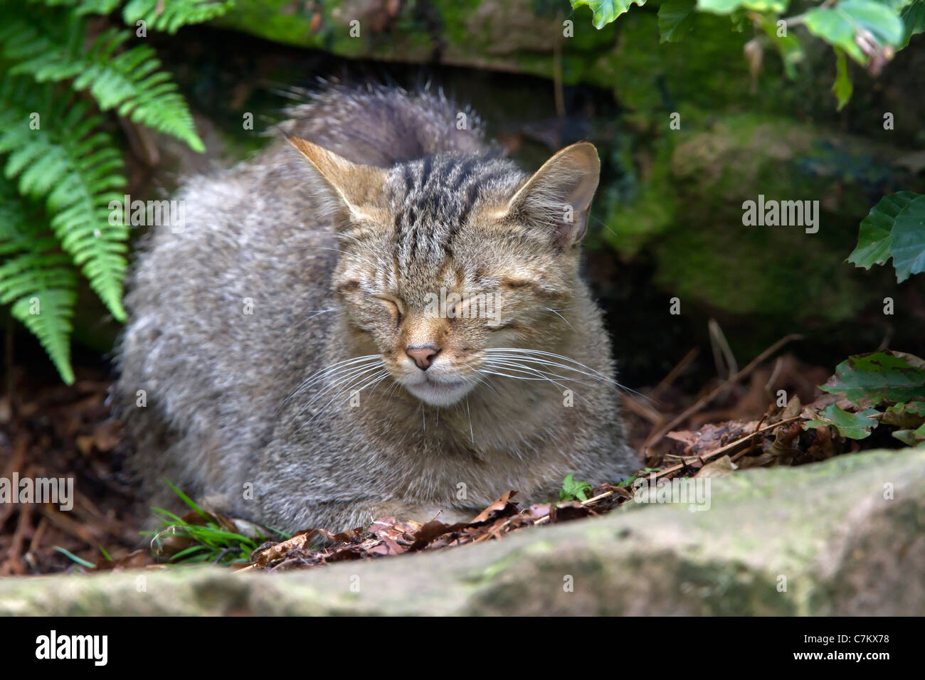 Chat haret Banque de photographies et d’images à haute résolution - Alamy