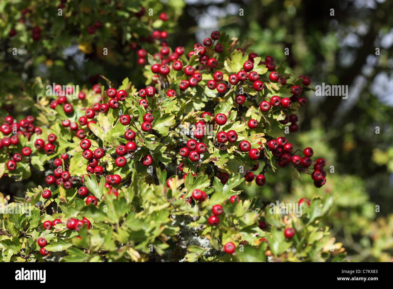 Crataegus commun monogyna Banque de photographies et d’images à haute ...