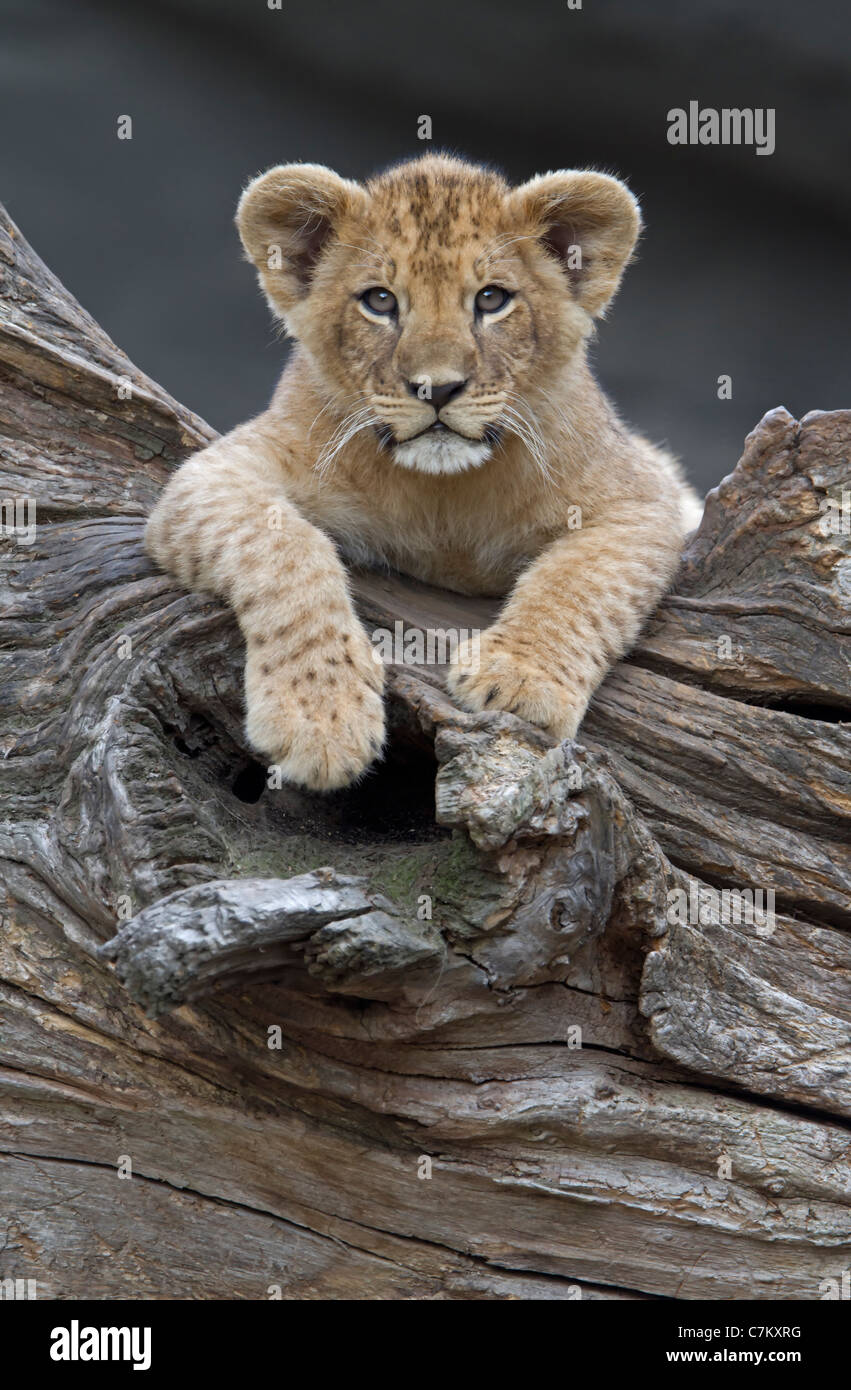 Baby lion Banque de photographies et d’images à haute résolution - Alamy