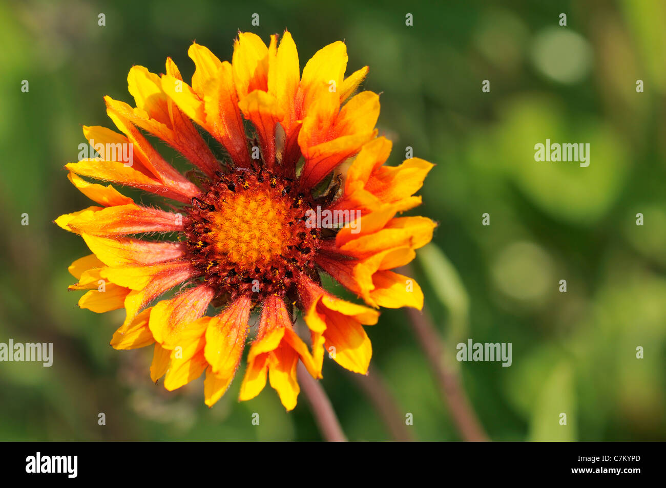 La cocarde Banque de photographies et d’images à haute résolution - Alamy