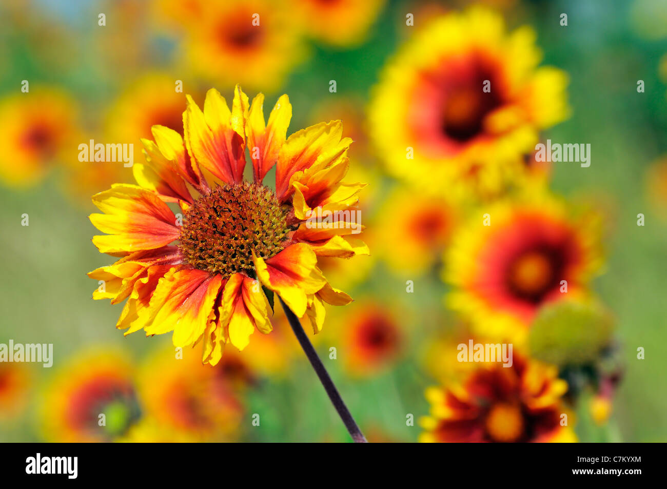 Fleur de cocarde Banque de photographies et d’images à haute résolution ...
