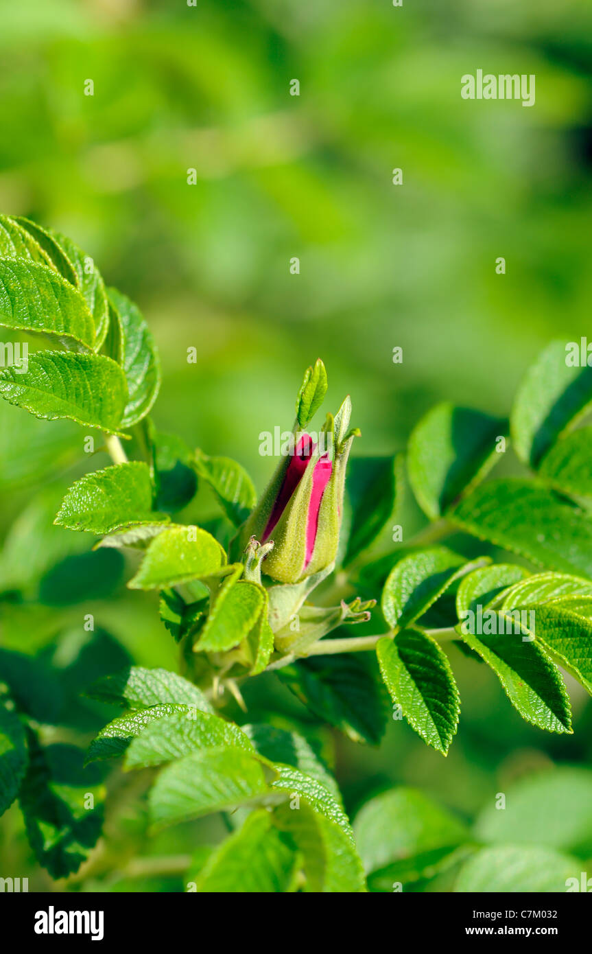Eglantine flower Banque de photographies et d’images à haute résolution ...