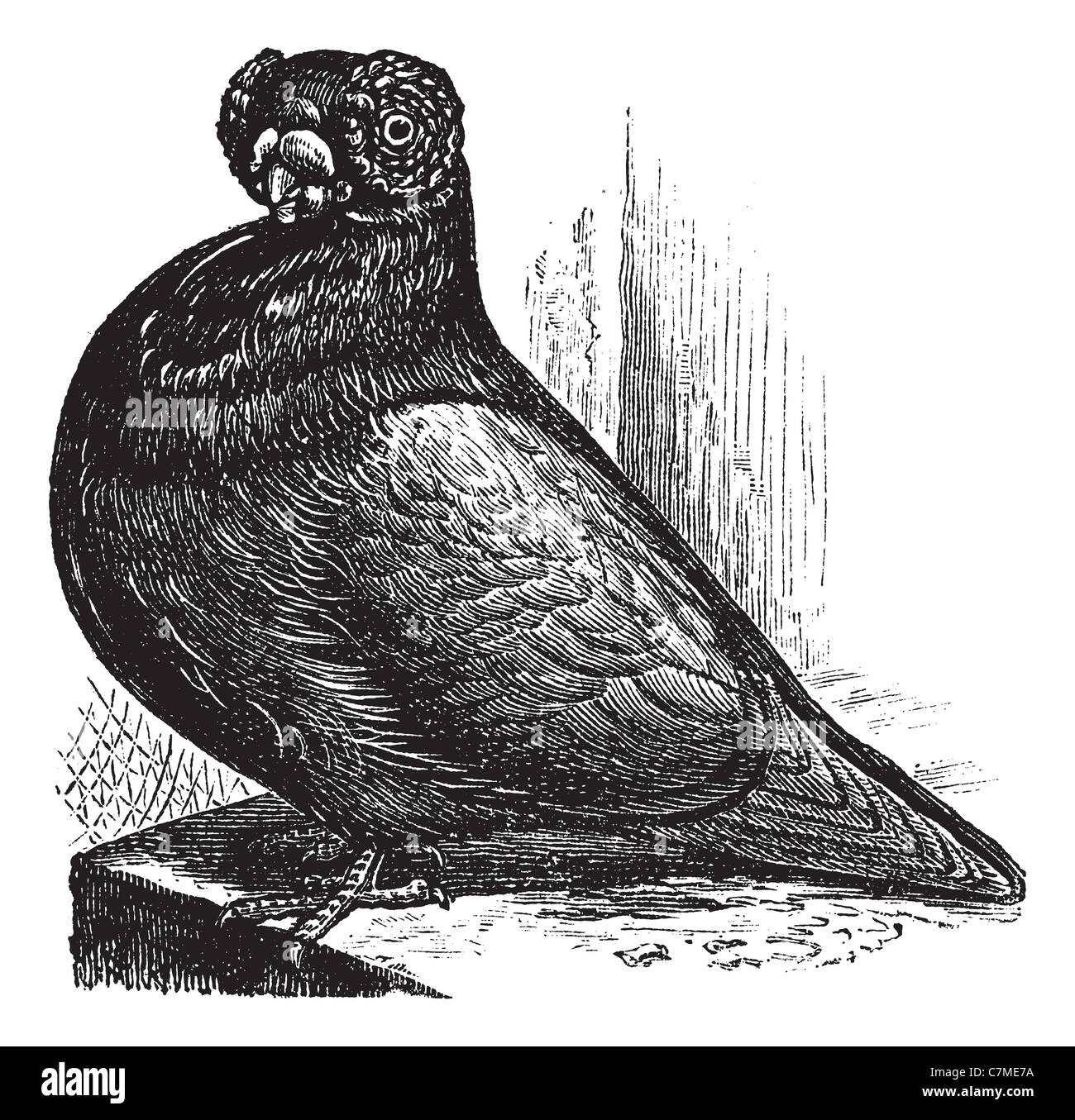 Le Barb ou Anglais Barb, vintage engraved illustration. Le barb, une ...