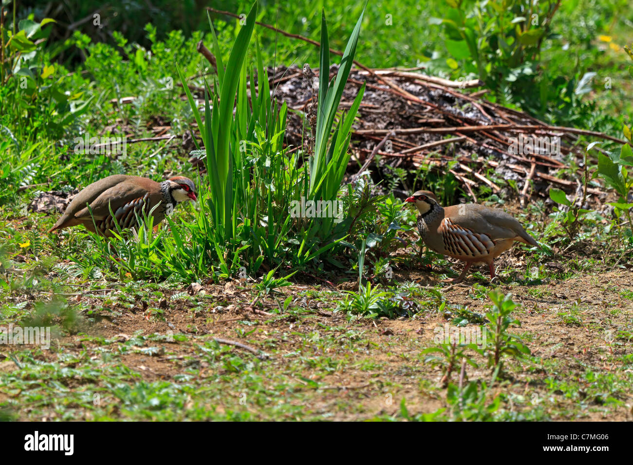 Perdrix perdrix oiseau oiseau Banque de photographies et d’images à ...
