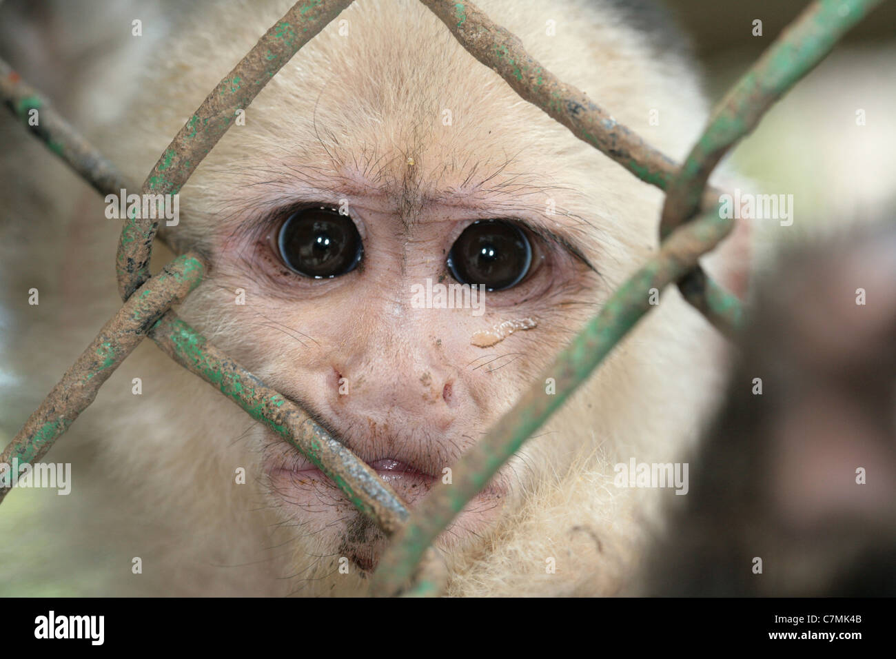 Whitefaced monkey Banque de photographies et d’images à haute ...