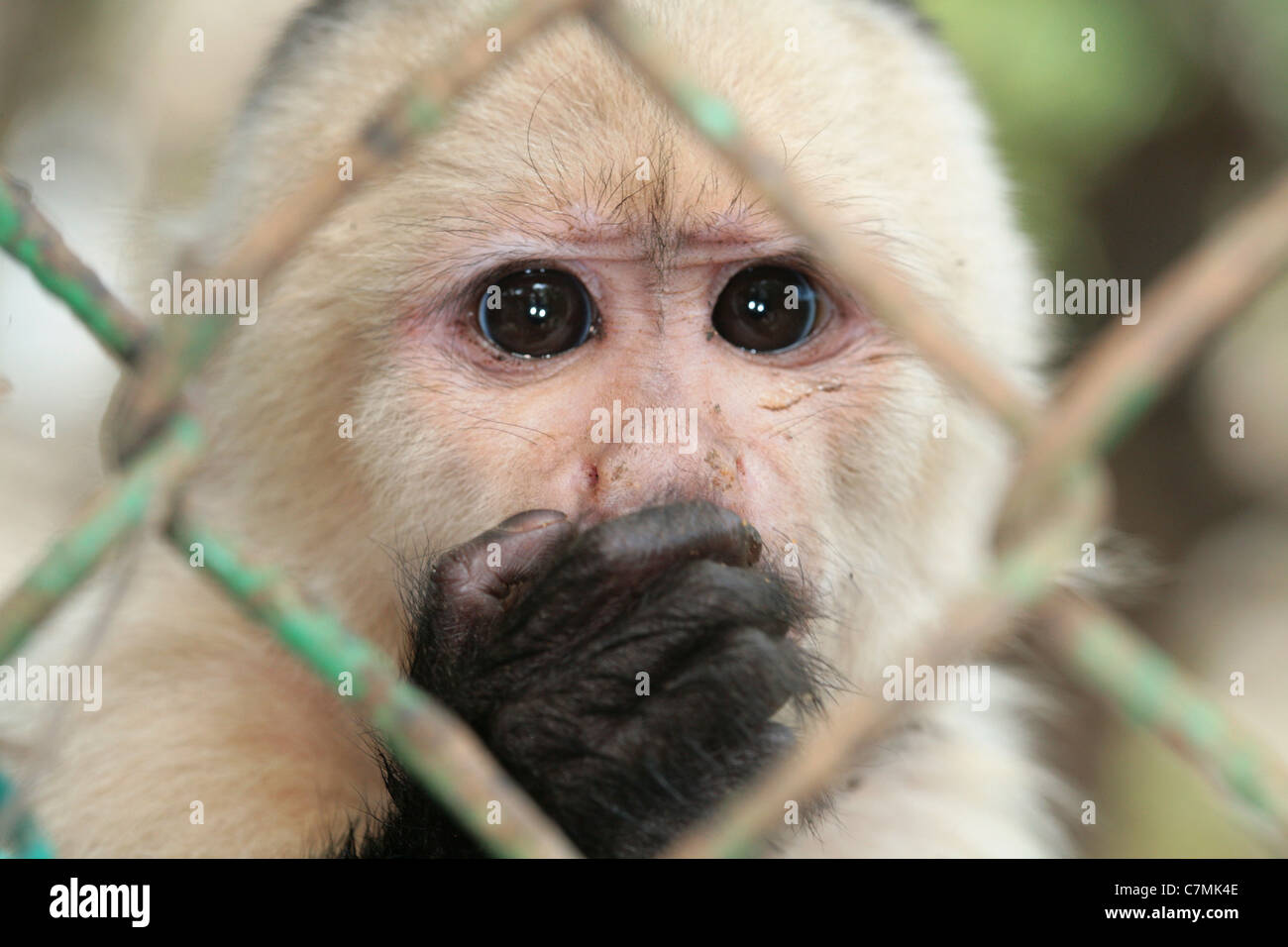 Whitefaced monkey Banque de photographies et d’images à haute ...