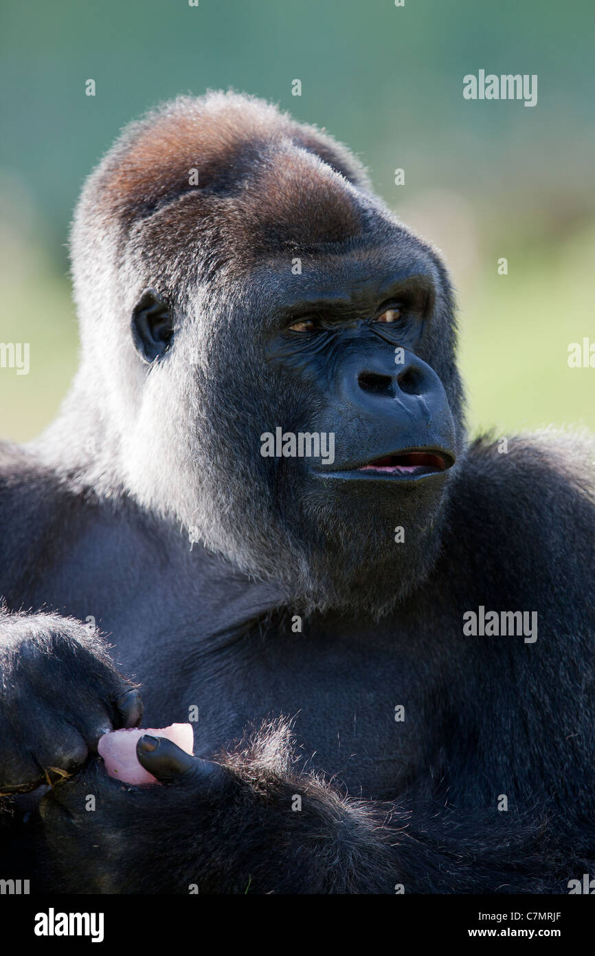 Silverback gorilla eating Banque de photographies et d’images à haute ...