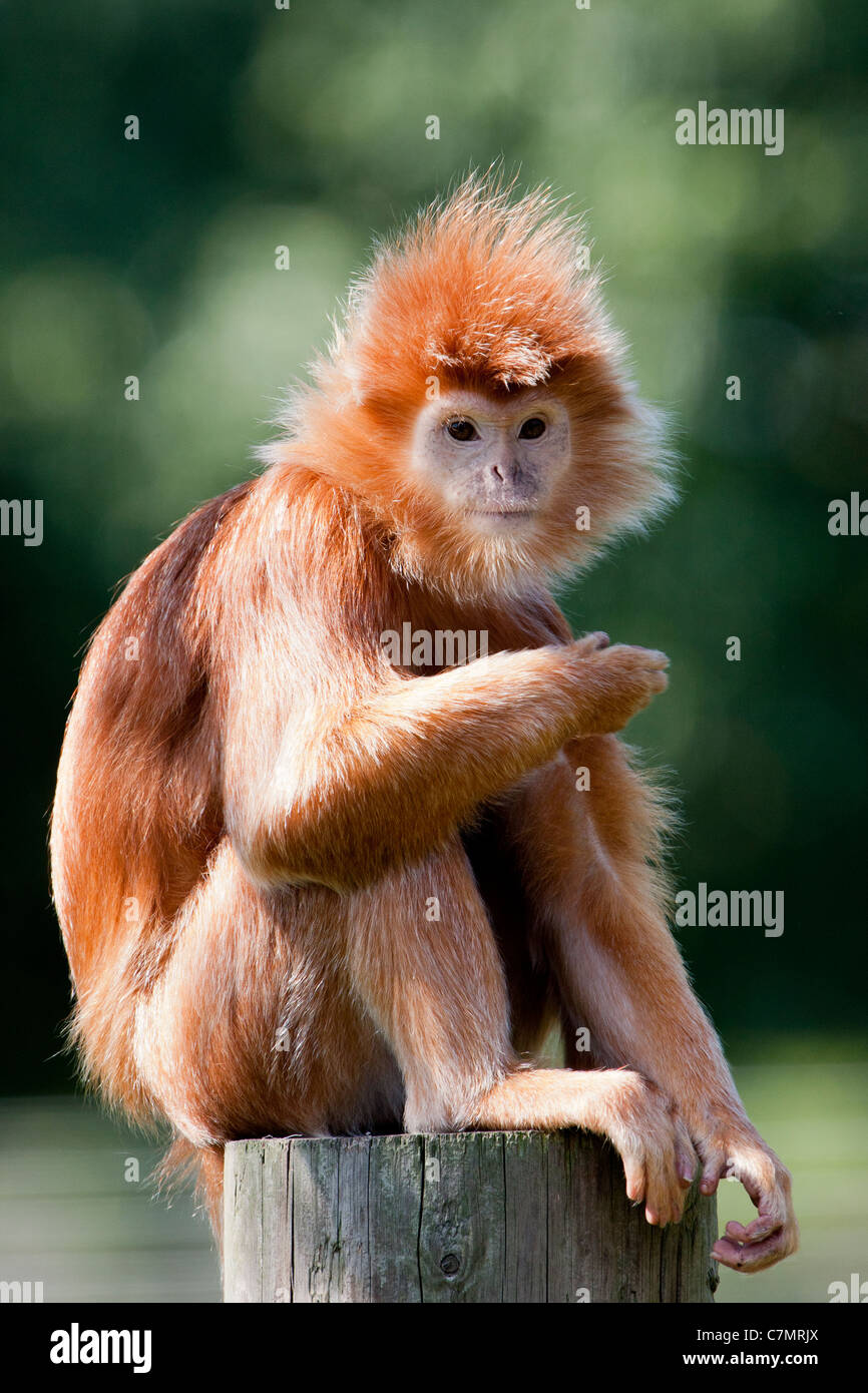 Javan Banque de photographies et d’images à haute résolution - Alamy