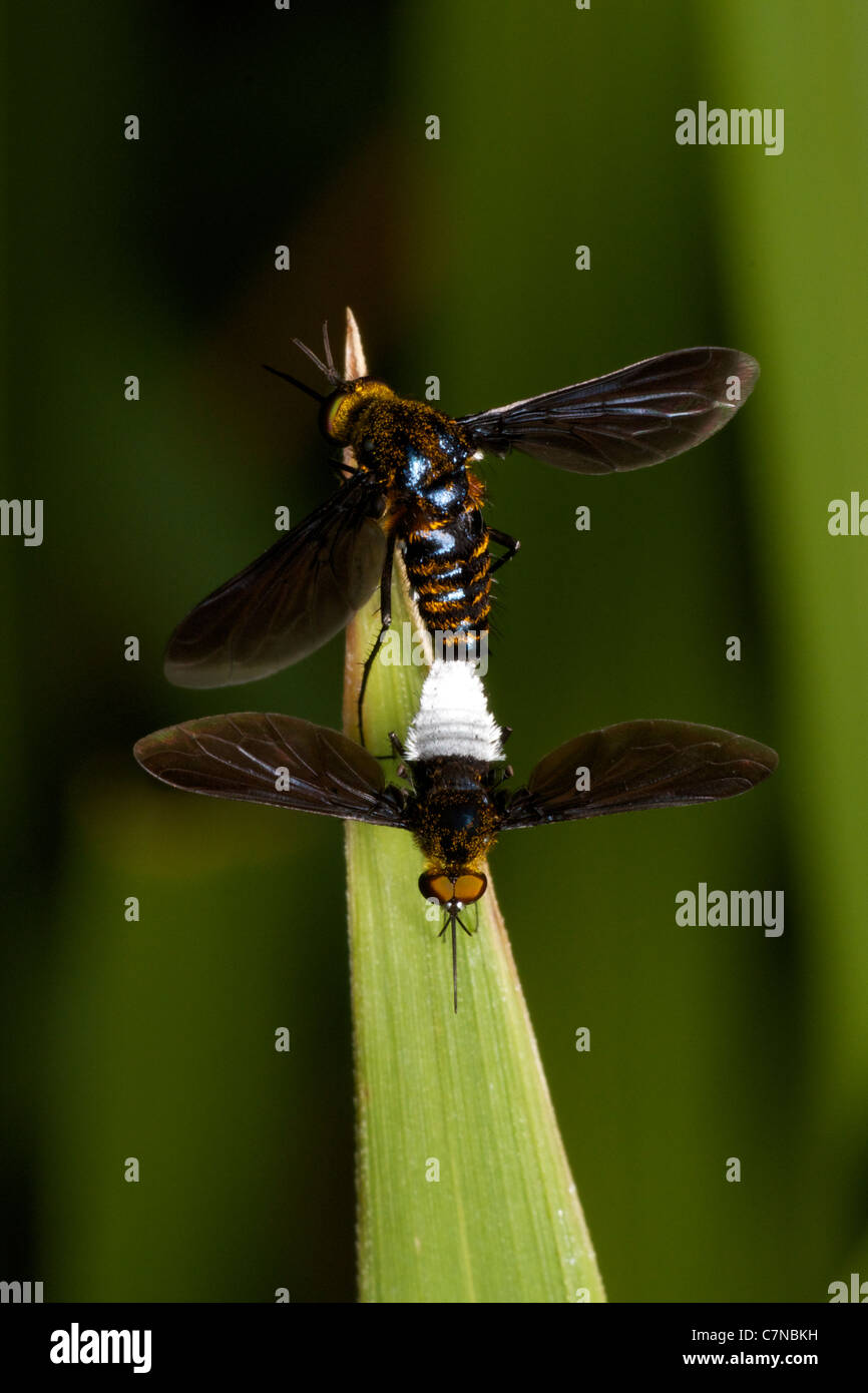 Accouplement des abeilles Banque de photographies et d’images à haute ...