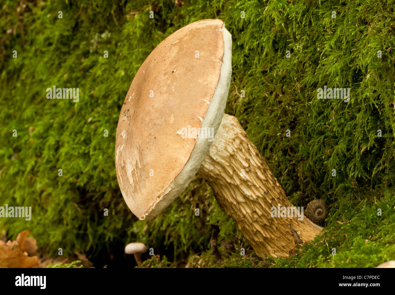 Bolet en bois Banque de photographies et d’images à haute résolution ...