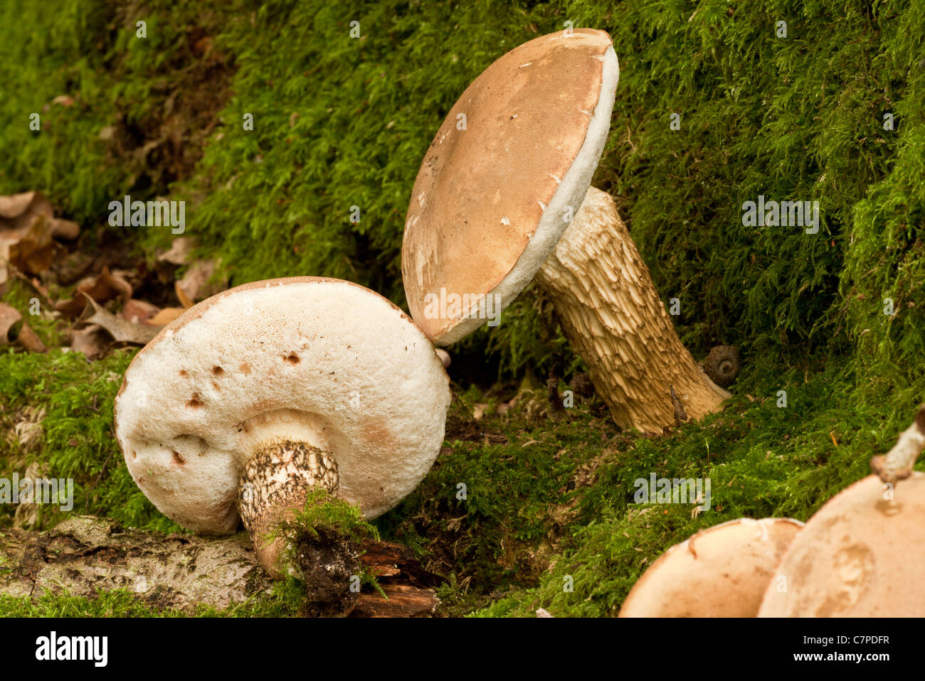 Bolet en bois Banque de photographies et d’images à haute résolution ...