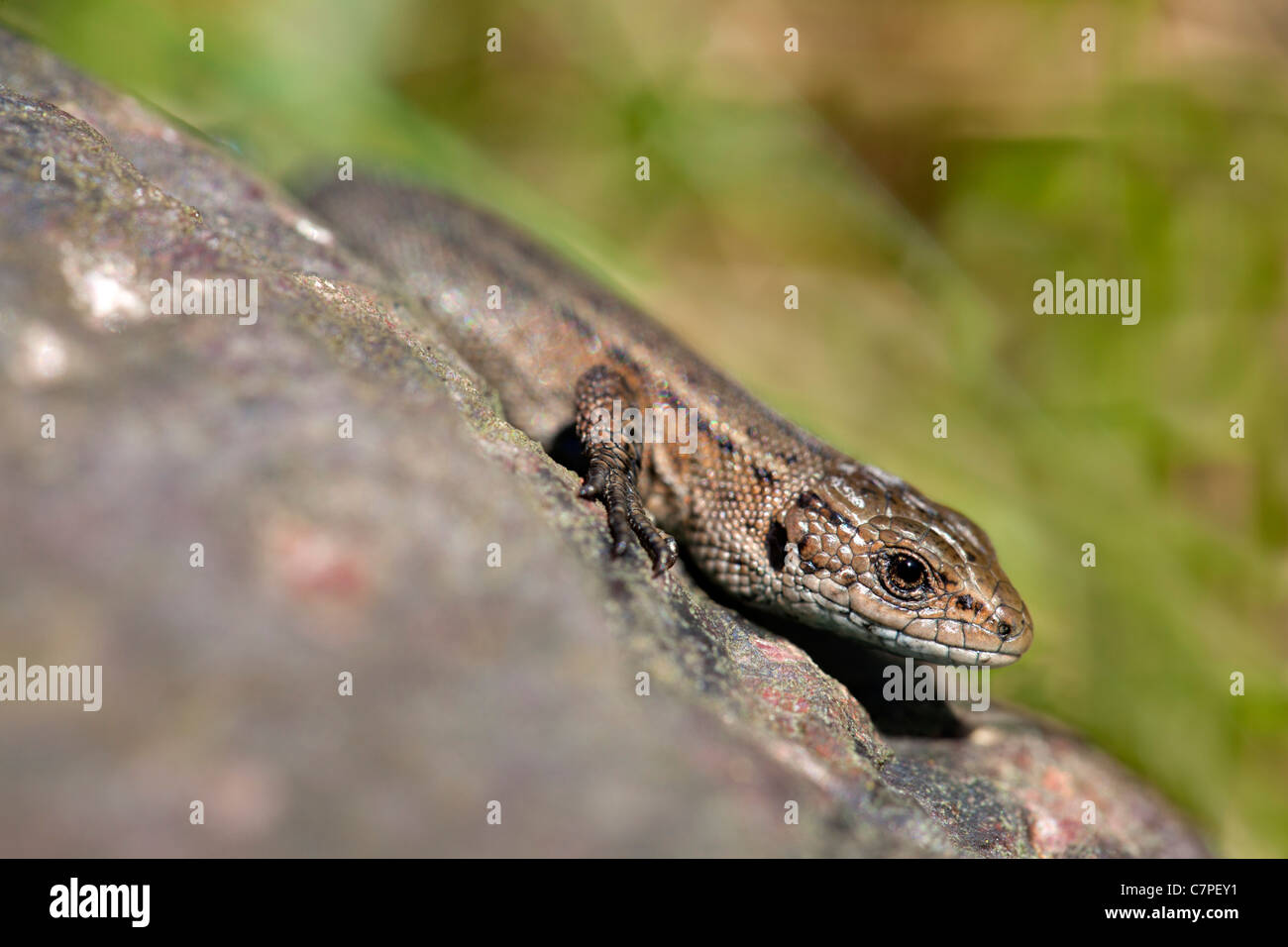 Lézard commun Banque de photographies et d’images à haute résolution ...