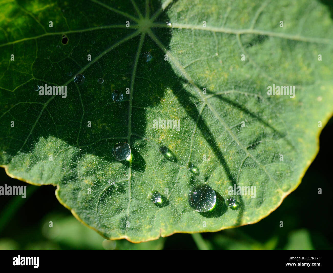 Gouttes d'eau sur une feuille de capucine Photo Stock - Alamy
