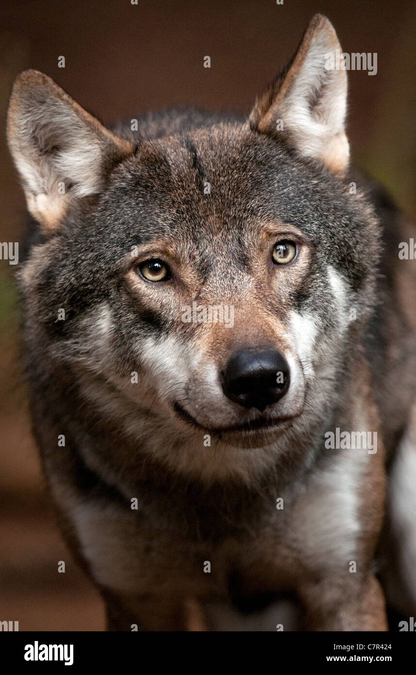 European grey wolf face shot Banque de photographies et d’images à ...