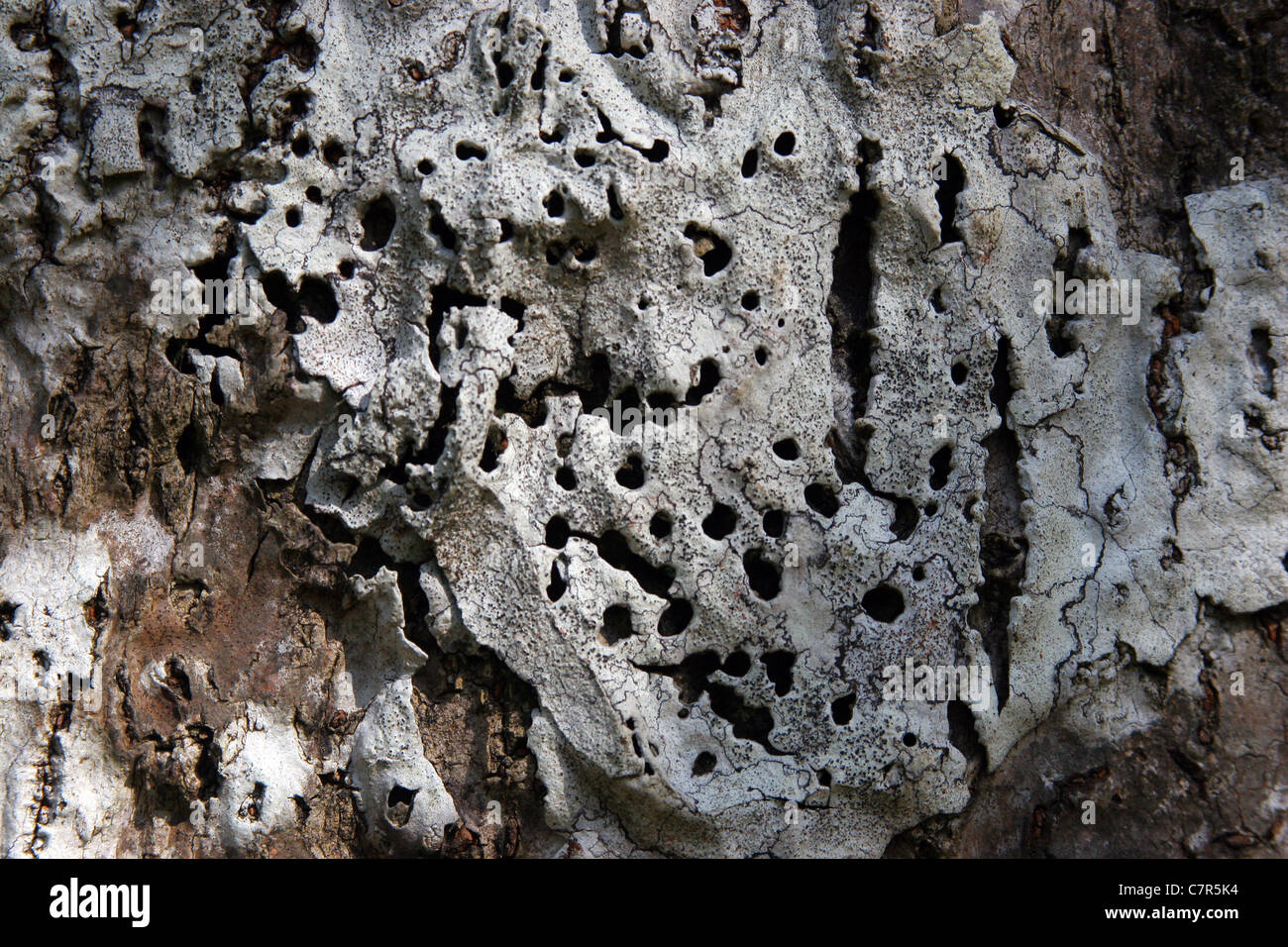 Sur les termites Banque de photographies et d’images à haute résolution ...