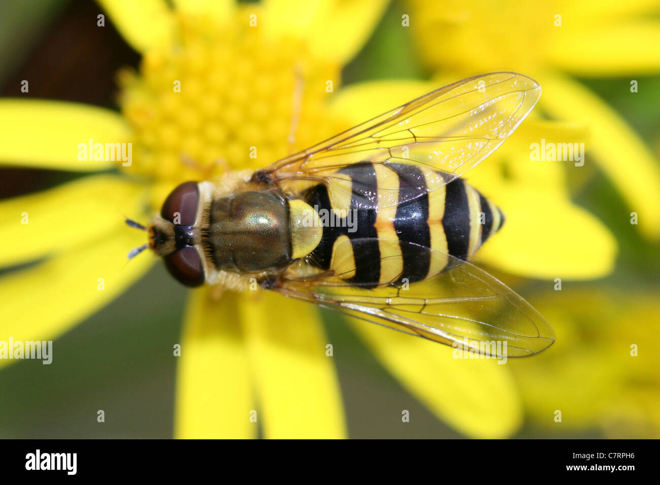 Syrphus ribesii syrphidae diptera Banque de photographies et d’images à ...