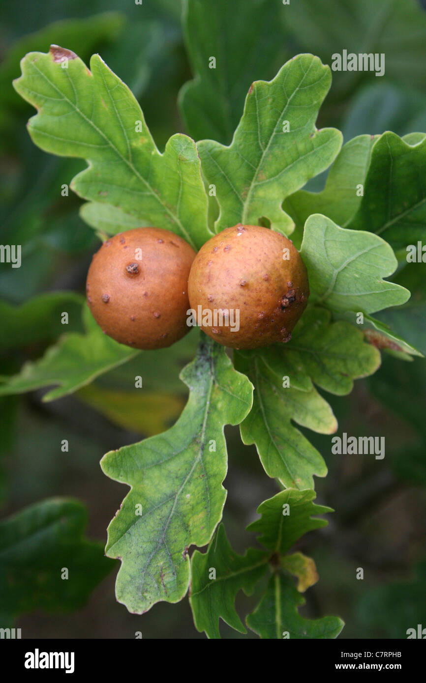 En culot sur Penduculate Oak Tree causé par le Gall Wasp Andricus ...