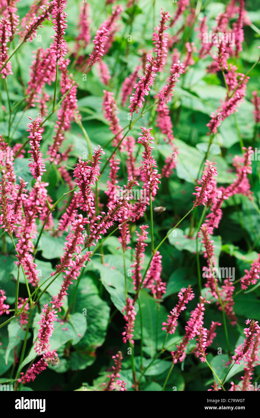 Persicaria amplexicaulis firetail Banque de photographies et d’images à ...