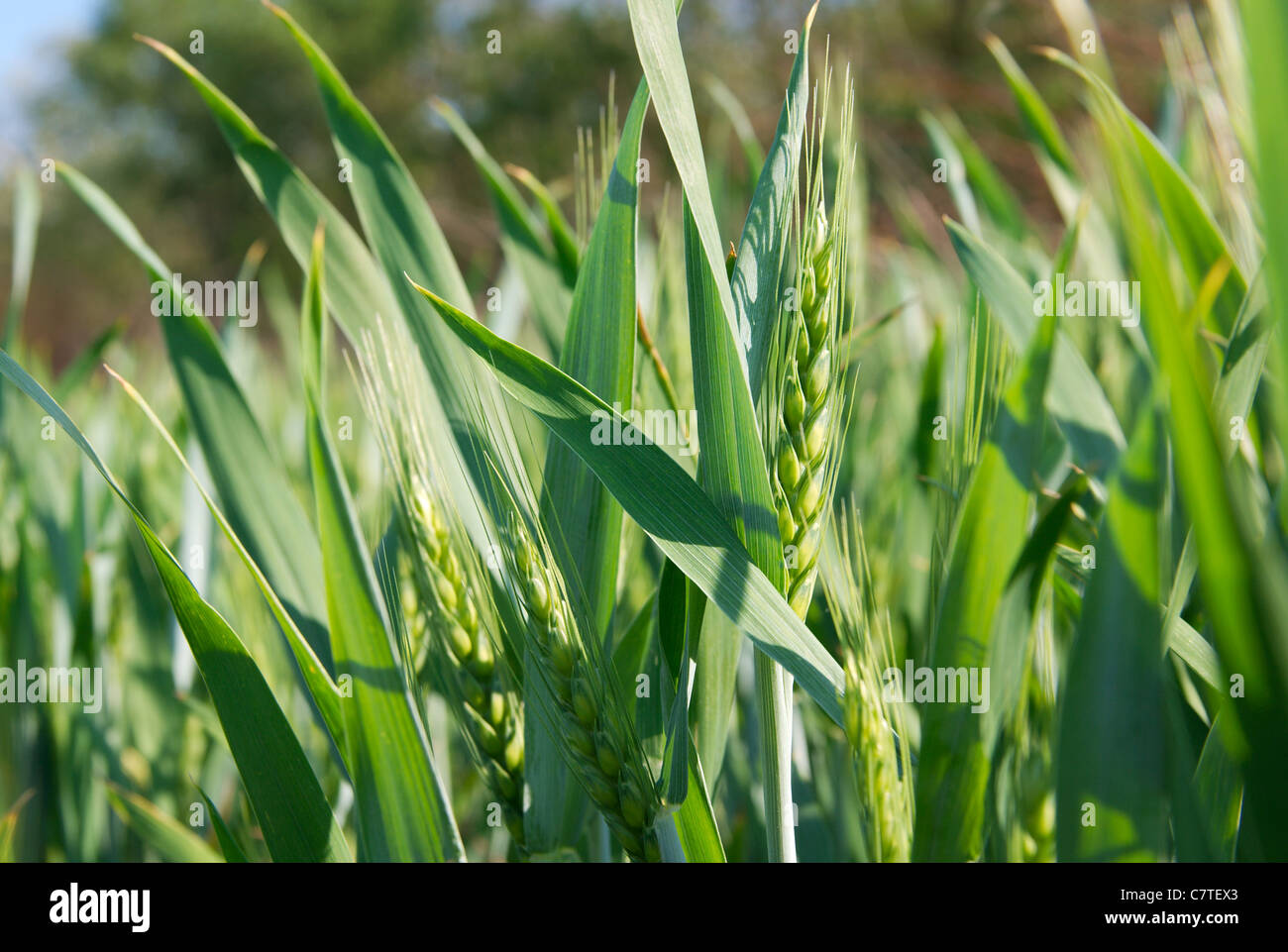 Plant de blé Banque de photographies et d’images à haute résolution - Alamy
