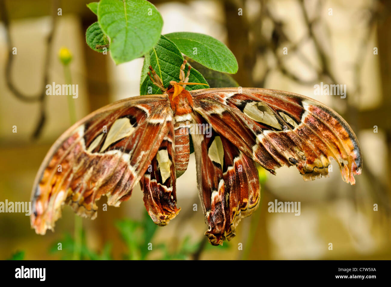 Atlas moth close up Banque de photographies et d’images à haute ...