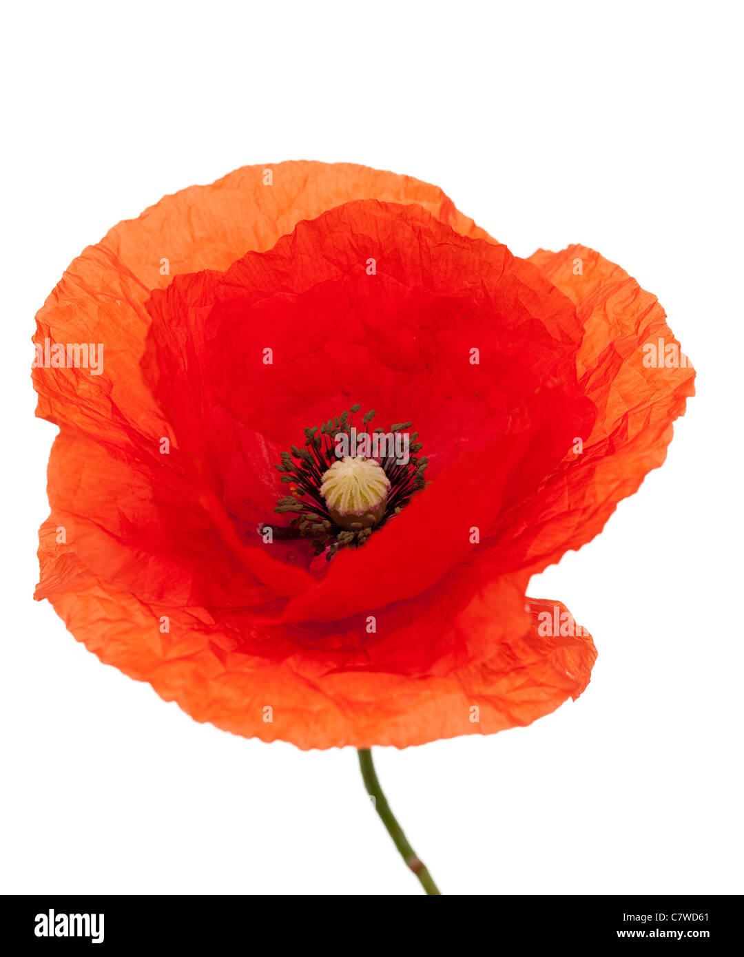 Coquelicot rouge Banque de photographies et d’images à haute résolution ...