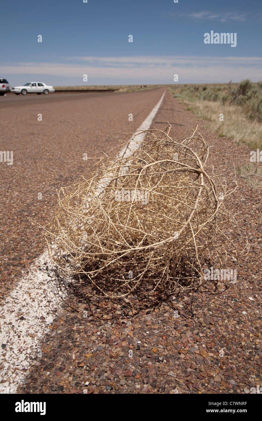 Tumble weeds Banque de photographies et d’images à haute résolution - Alamy