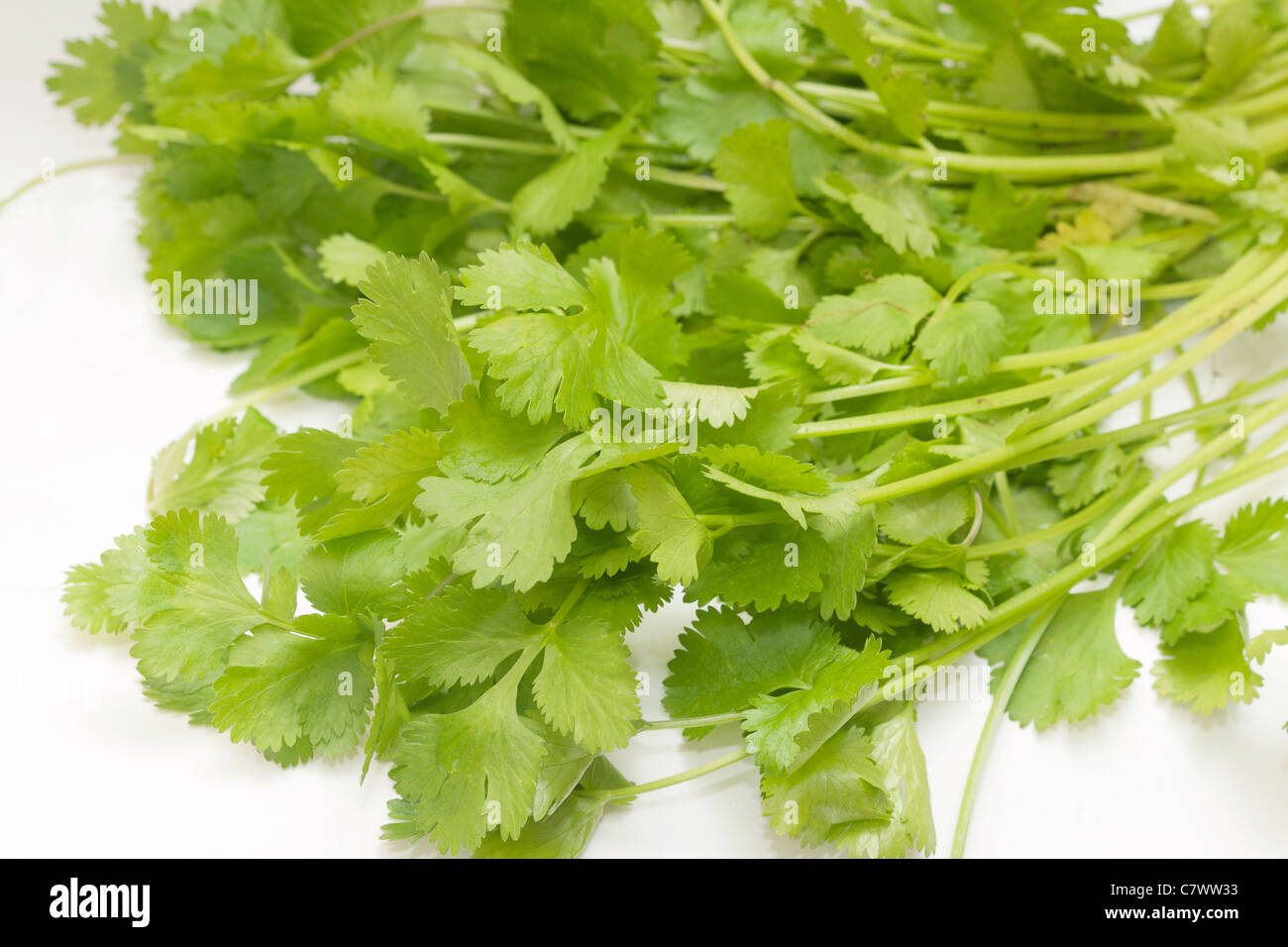 Feuilles de coriandre Banque de photographies et d’images à haute ...