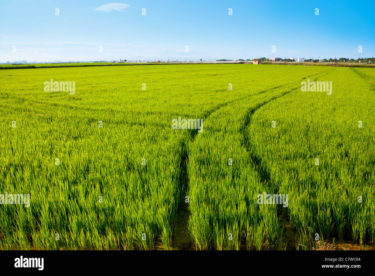 L'herbe verte champ de riz en Espagne avec l'empreinte des roues du ...