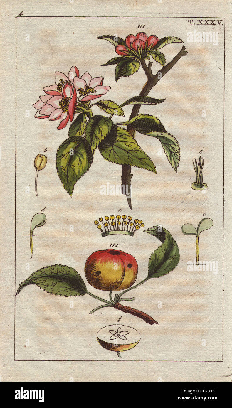 Pommetier de sauvages, fruits, fleurs, graines, et feuilles, Pyrus ...