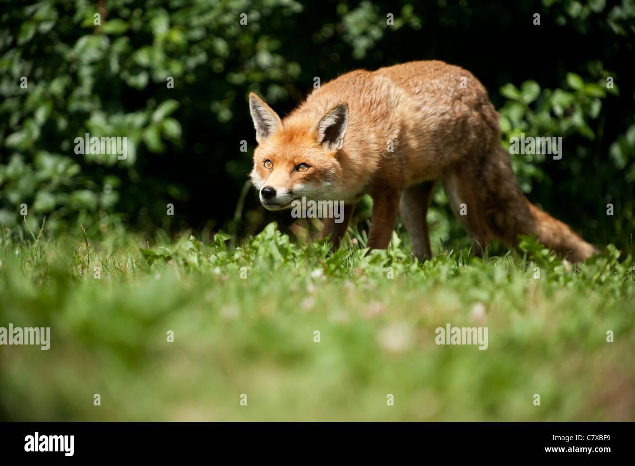 Renard de chasse Banque de photographies et d’images à haute résolution ...