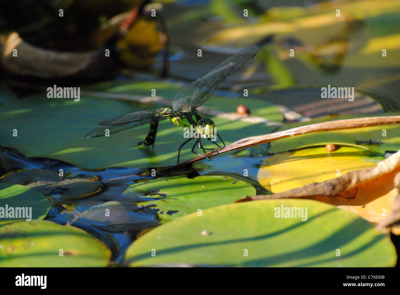 Oeufs de libellule Banque de photographies et d’images à haute résolution - Alamy