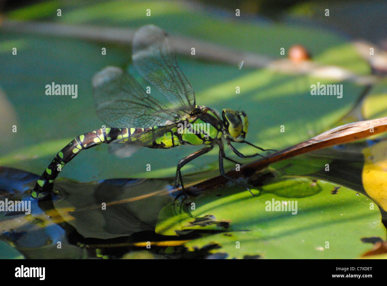 Oeufs de libellule Banque de photographies et d’images à haute résolution - Alamy
