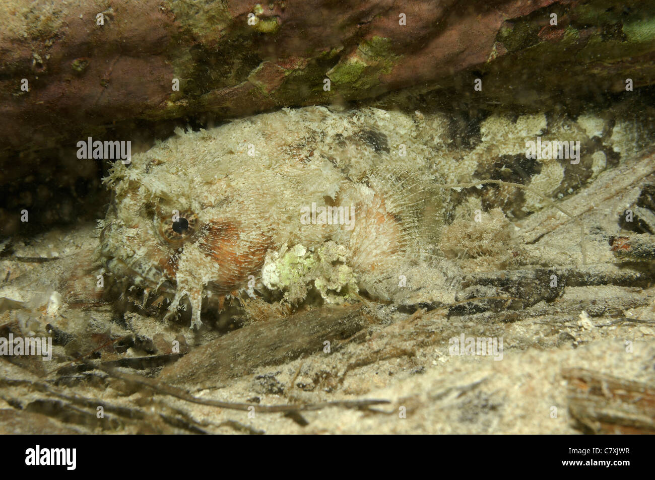 Halophyme diemensis crapaud Banque de photographies et d’images à haute ...