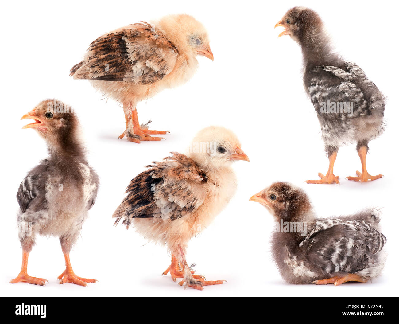 Baby chicken Banque de photographies et d’images à haute résolution - Alamy