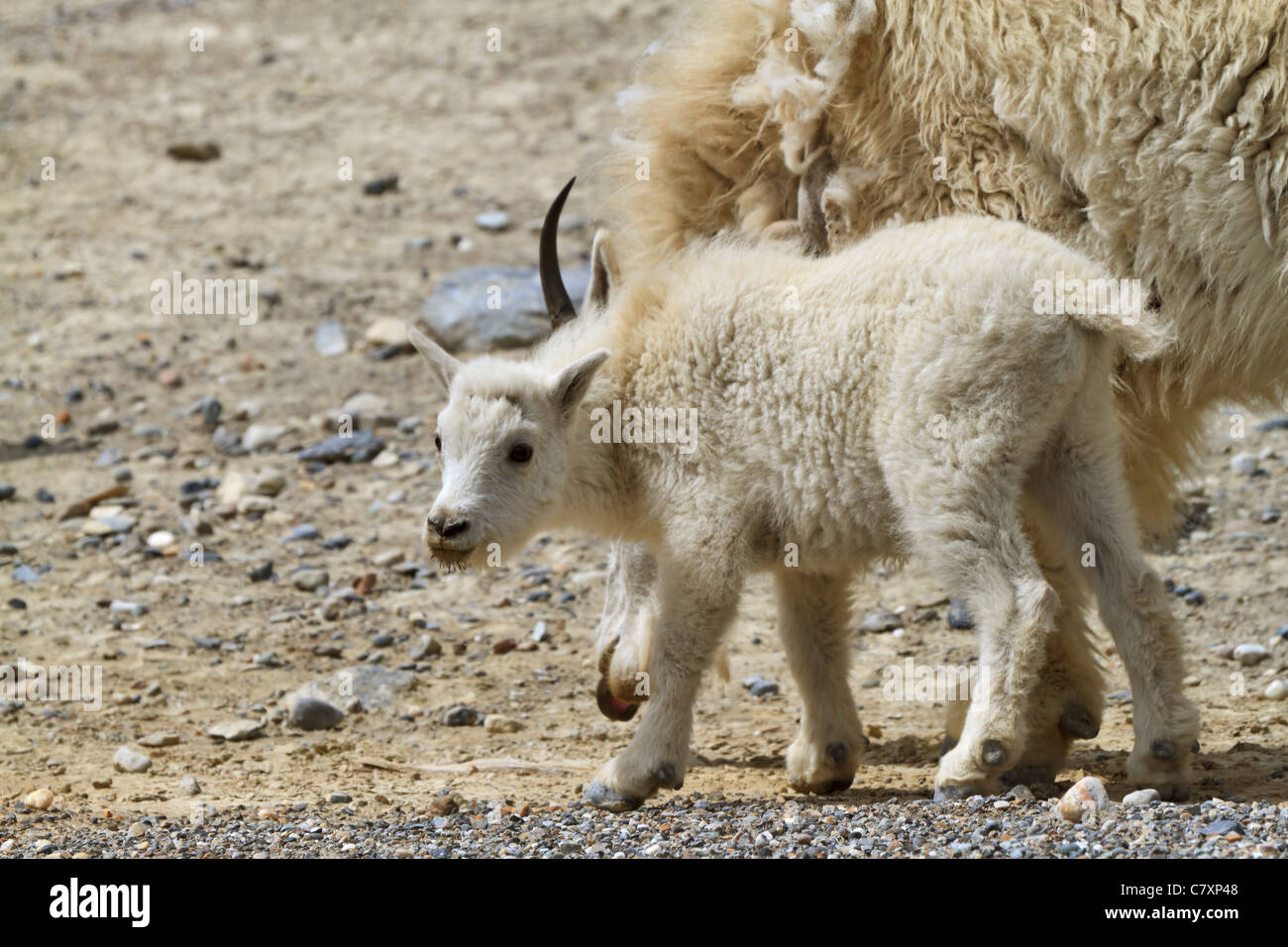 Goat kid Banque de photographies et d’images à haute résolution - Alamy
