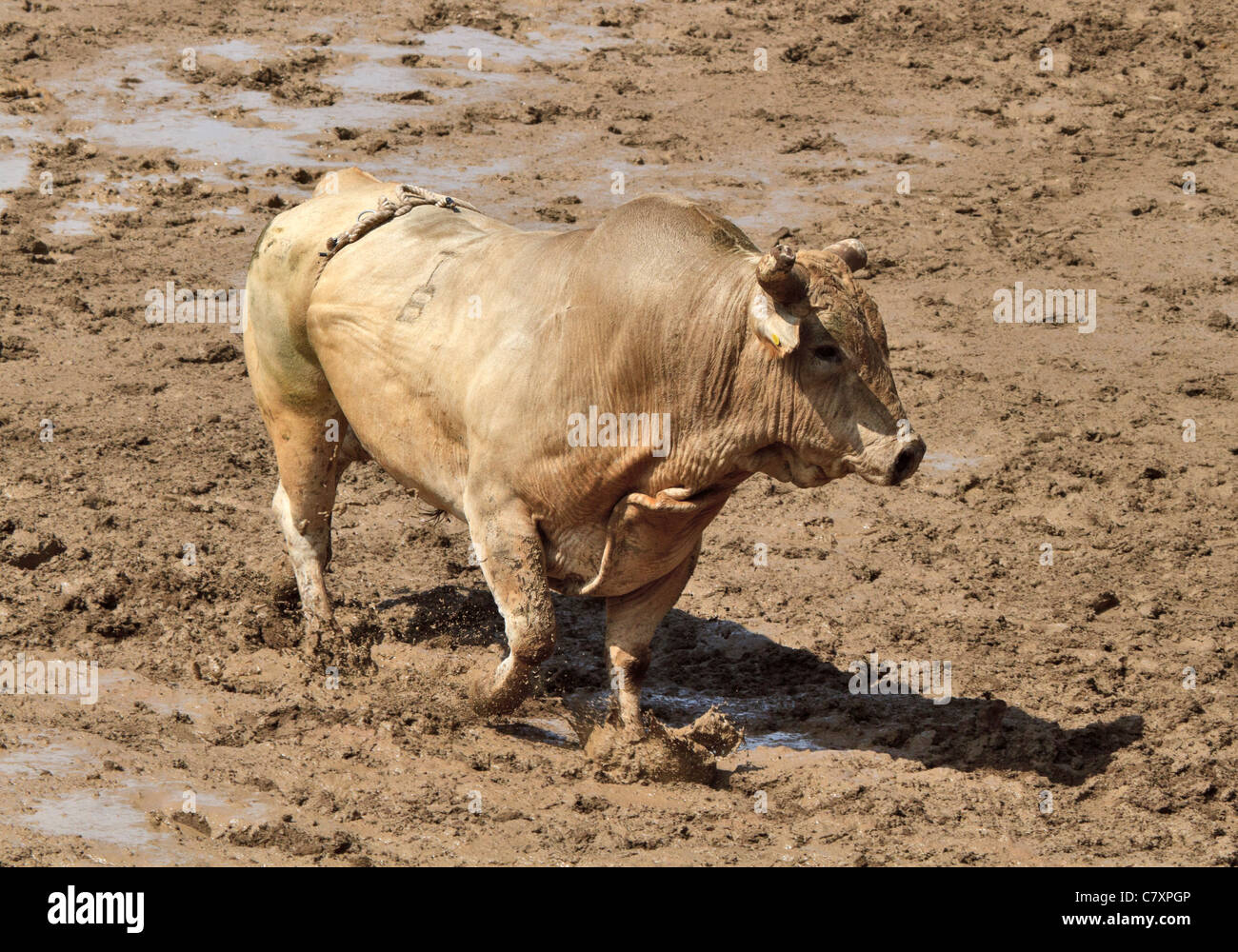 Le Rodeo bull. Un taureau s'en va après le tronçonnage de la cowboy qui ...