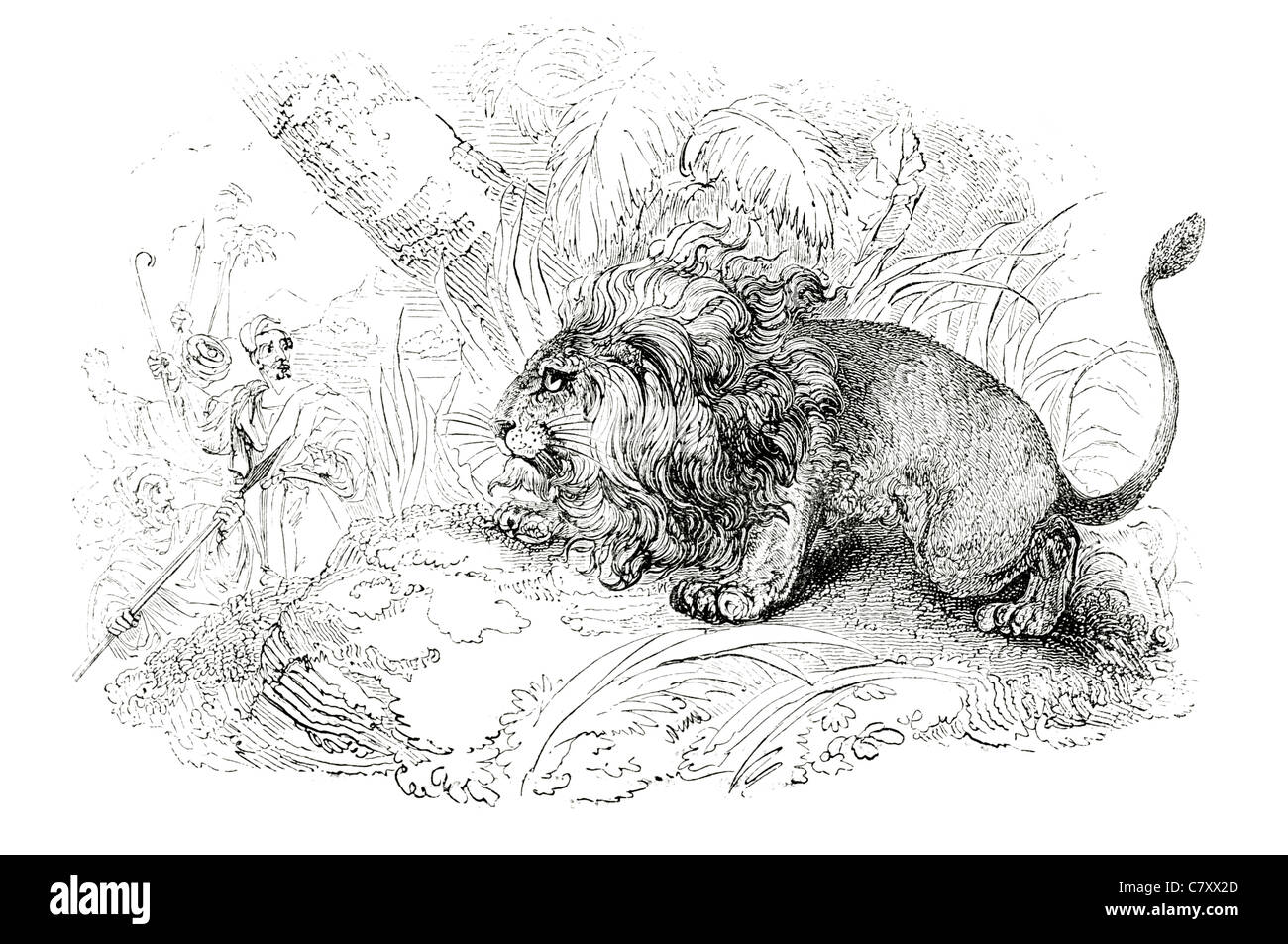 Accroupi crouch lion Panthera leo roi prédateurs félins Felidae Afrique ...