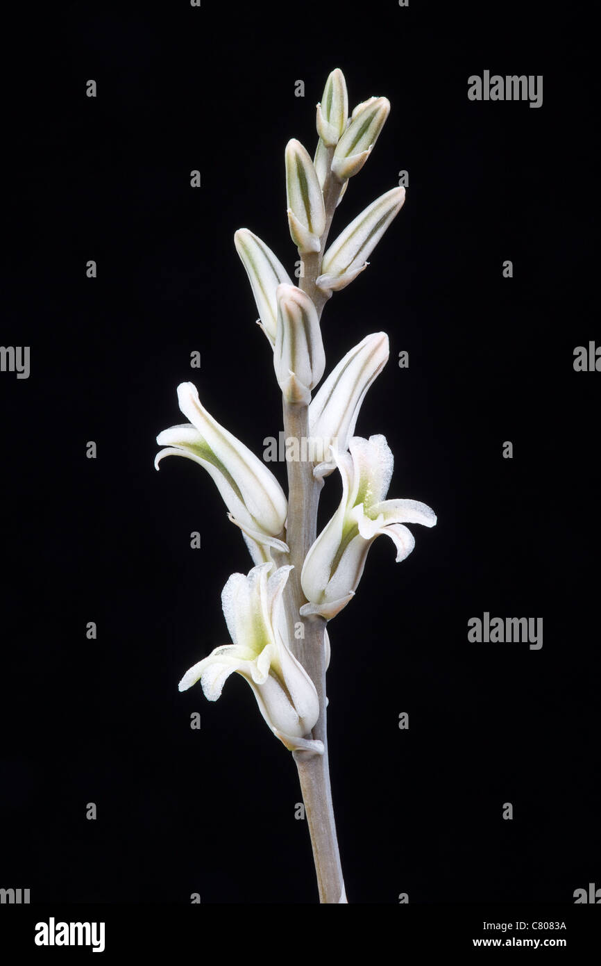 Fleur afrique Banque de photographies et d’images à haute résolution ...