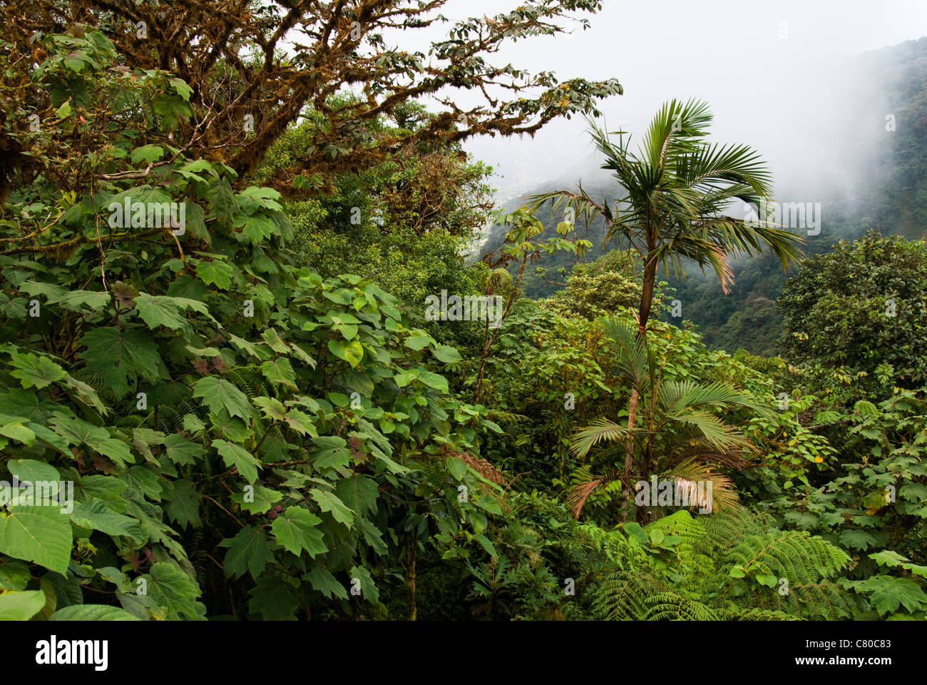 Préserver la forêt nuageuse de Monteverde. Province de Puntarenas ...