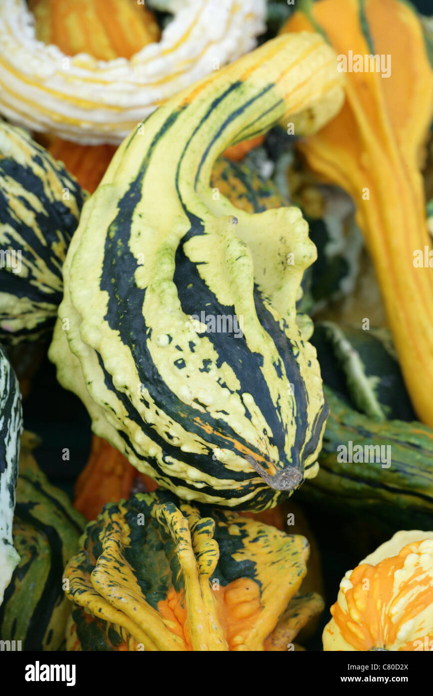 Gourdes ornementales Banque de photographies et d’images à haute ...