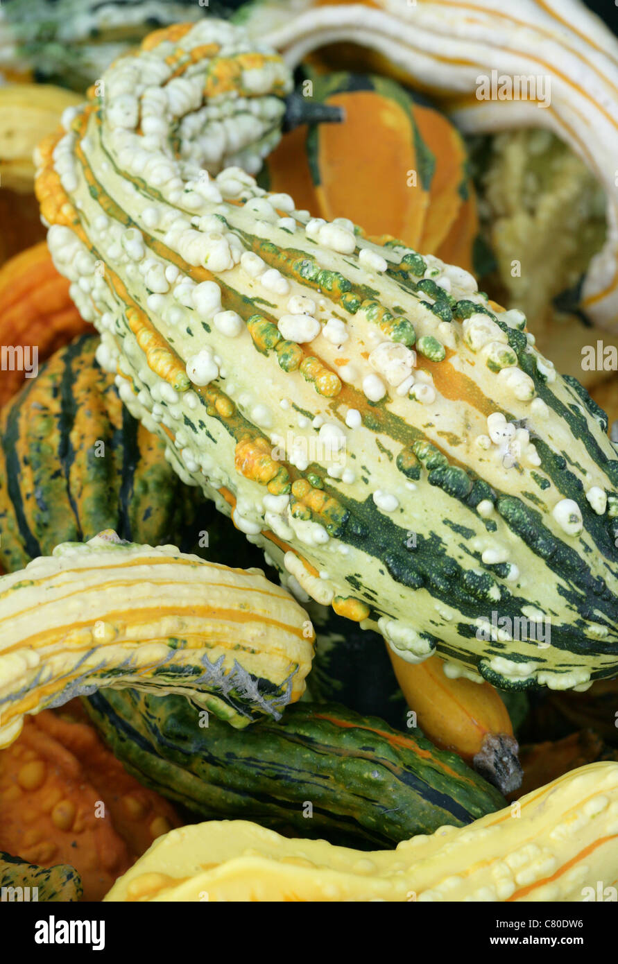 Gourdes ornementales Banque de photographies et d’images à haute ...