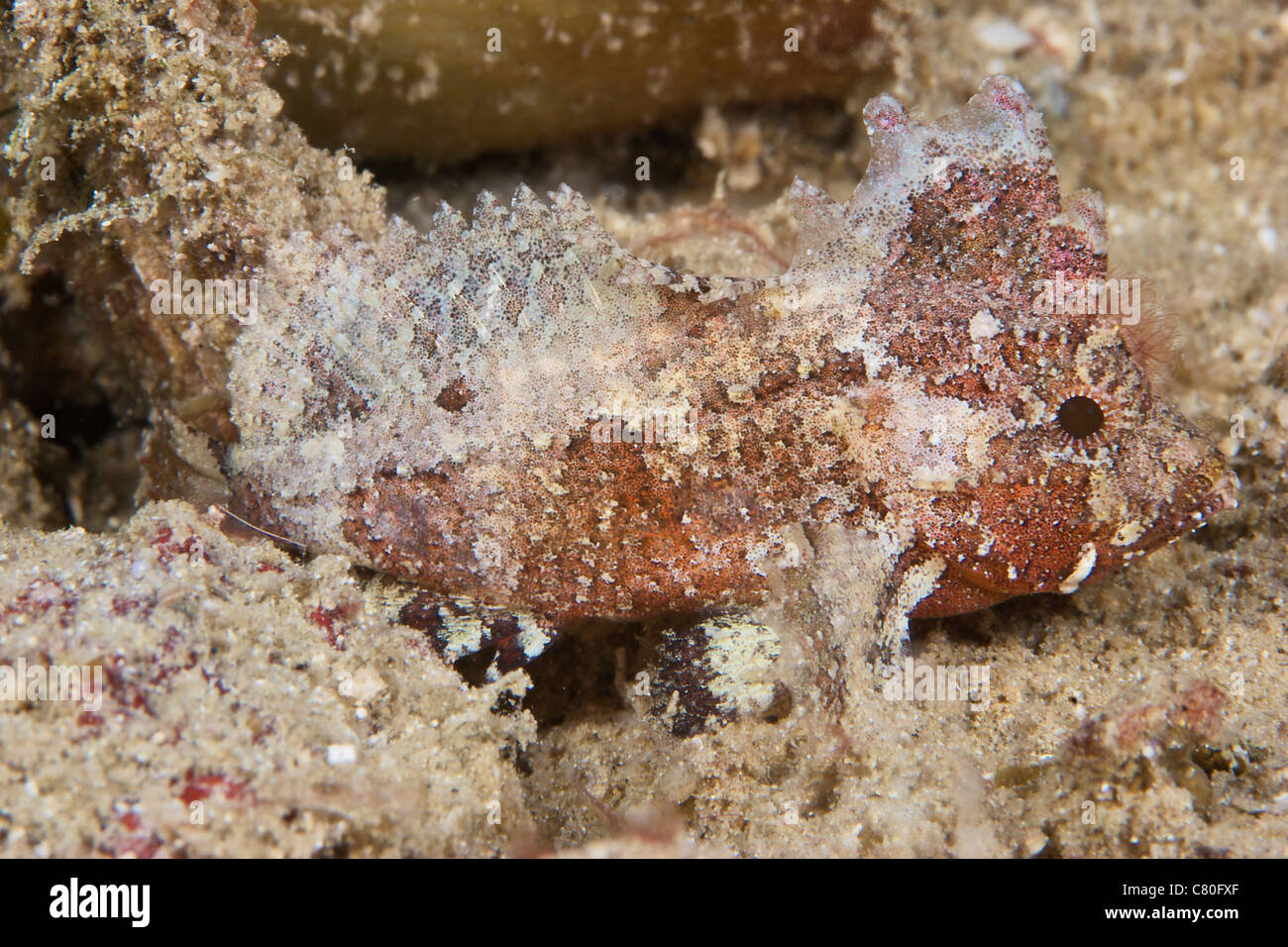 Poisson feuille Banque de photographies et d’images à haute résolution ...