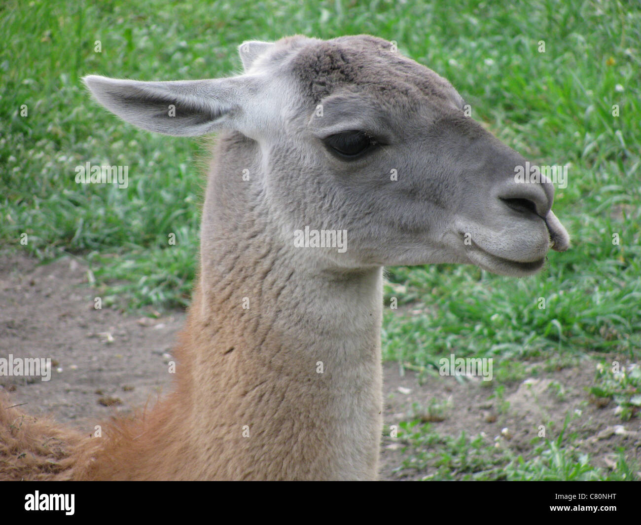 The guanaco Banque de photographies et d’images à haute résolution - Alamy