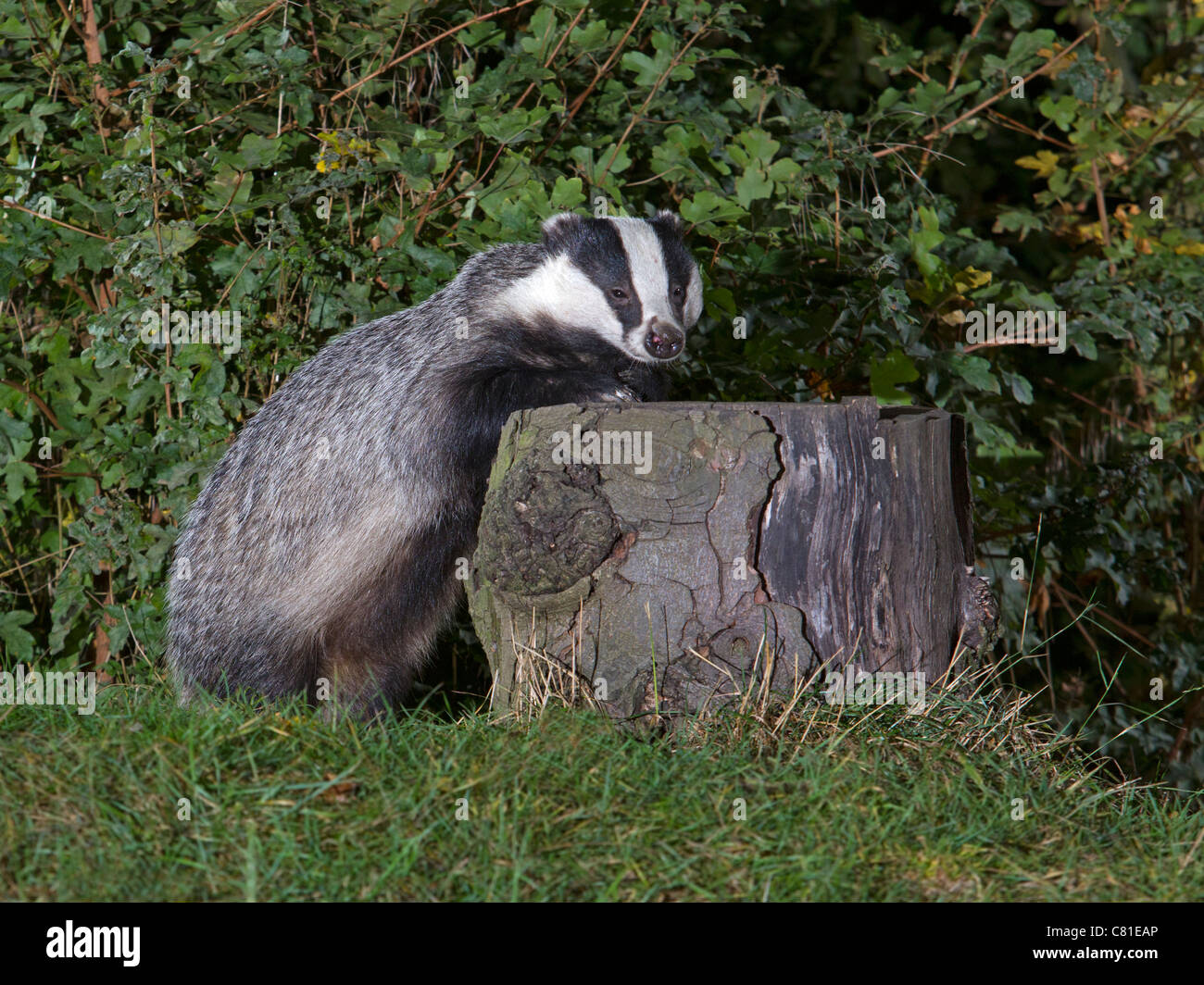 Arbre de blaireau Banque de photographies et d’images à haute ...