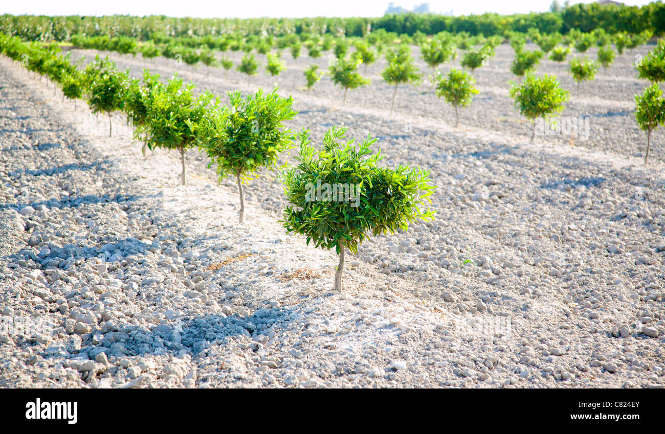 Champs orange Banque de photographies et d’images à haute résolution ...