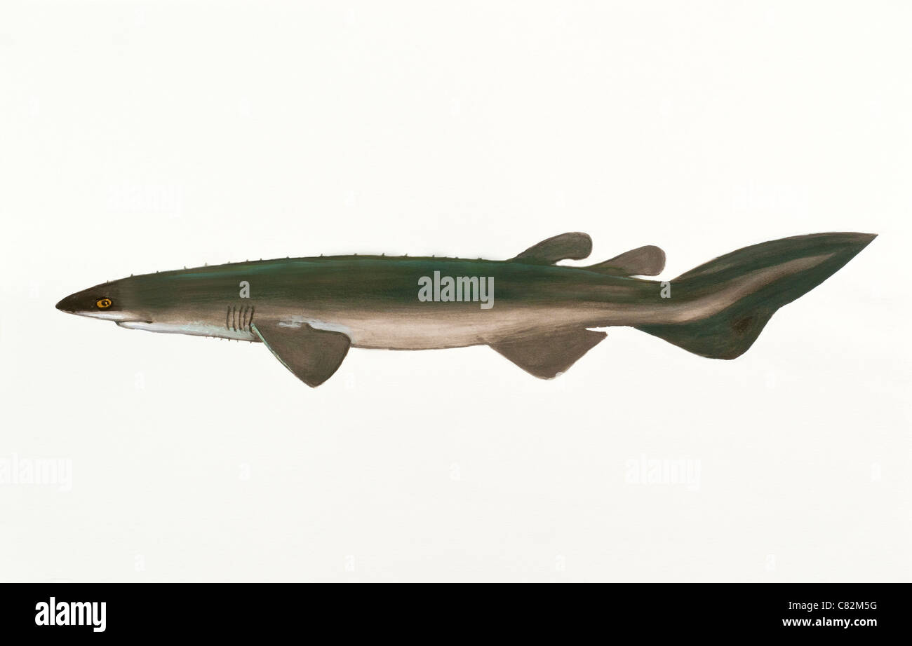 Requin Echinorhinus brucus Bramble, Squatinidae Photo Stock - Alamy