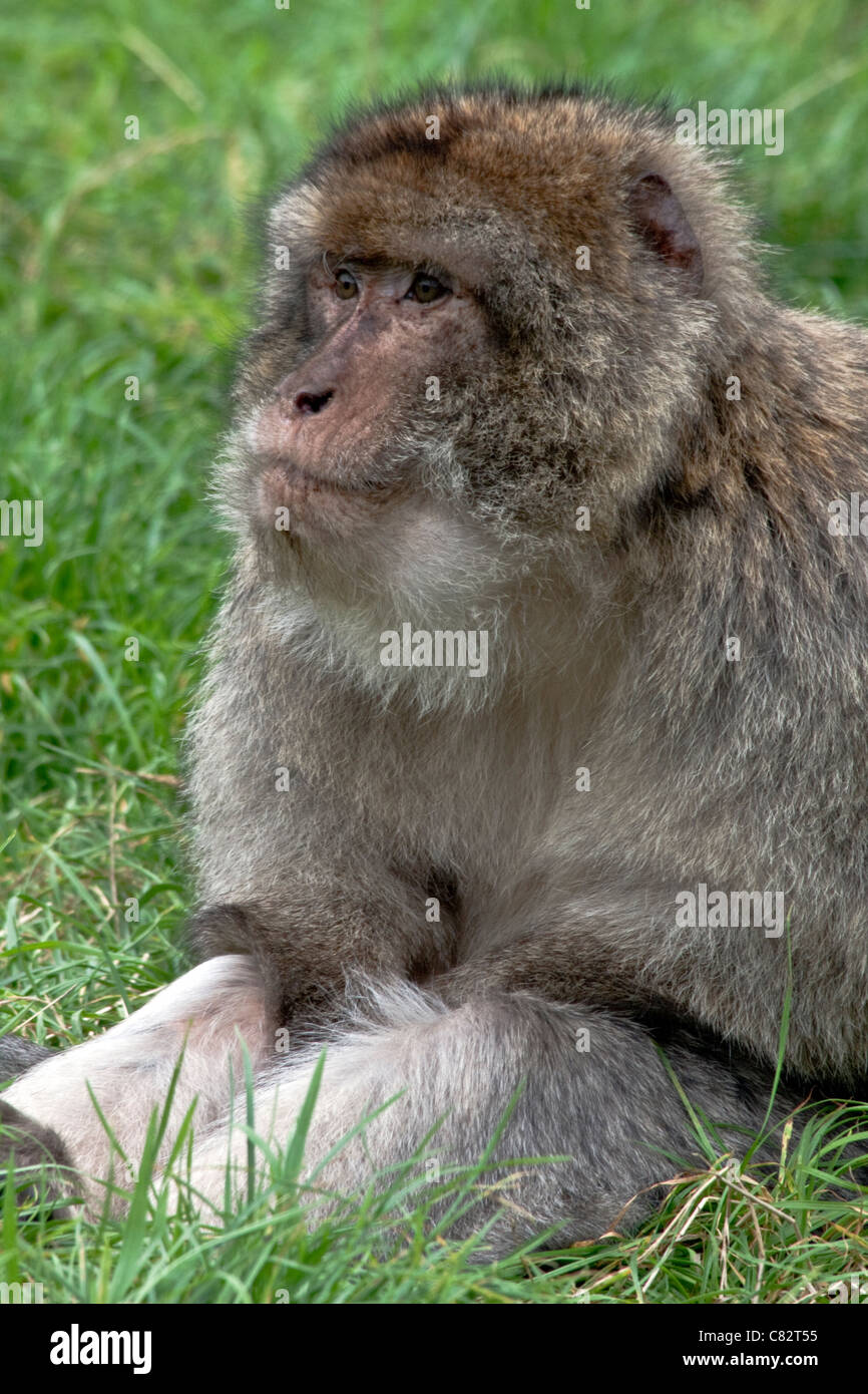 L'accouplement des singes Banque de photographies et d’images à haute ...