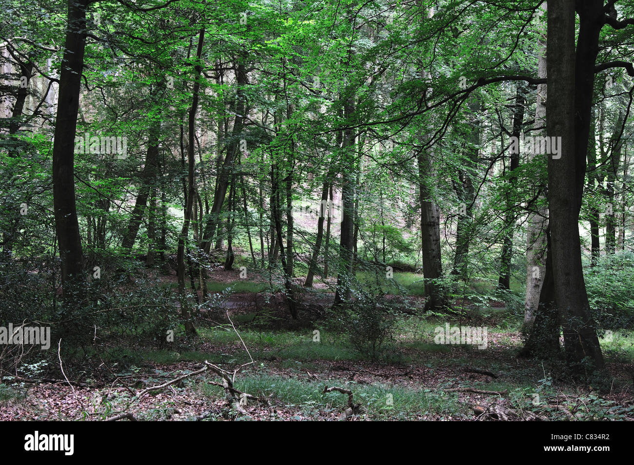 Ipsden Banque de photographies et d’images à haute résolution - Alamy